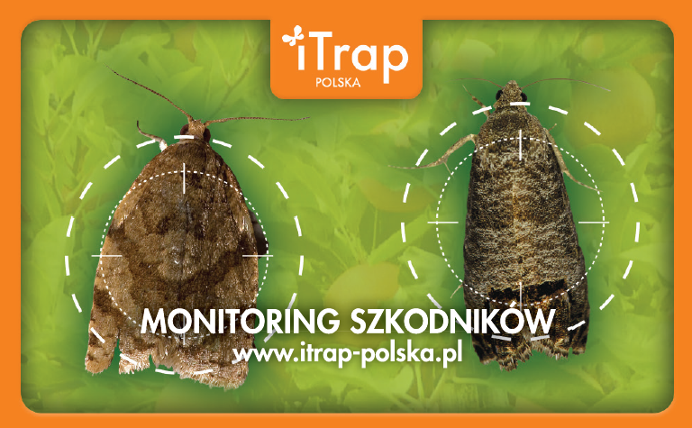 Monitoring szkodników iTrap 2017 - Agrosimex.pl